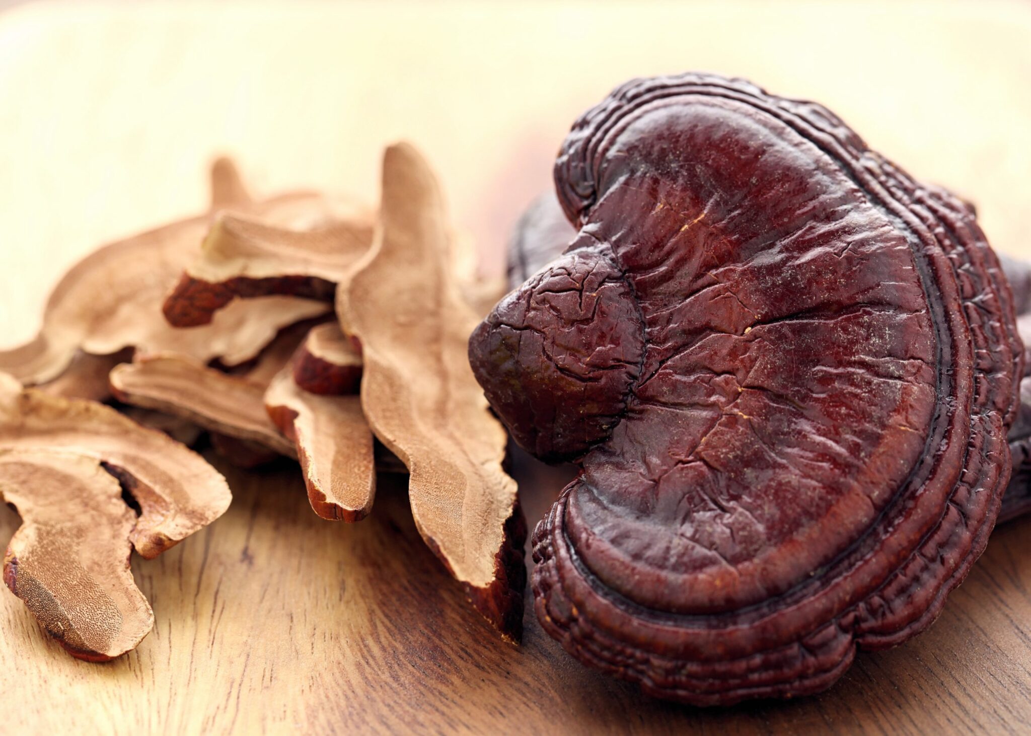 Como se usa el hongo ganoderma original - tienda naturista