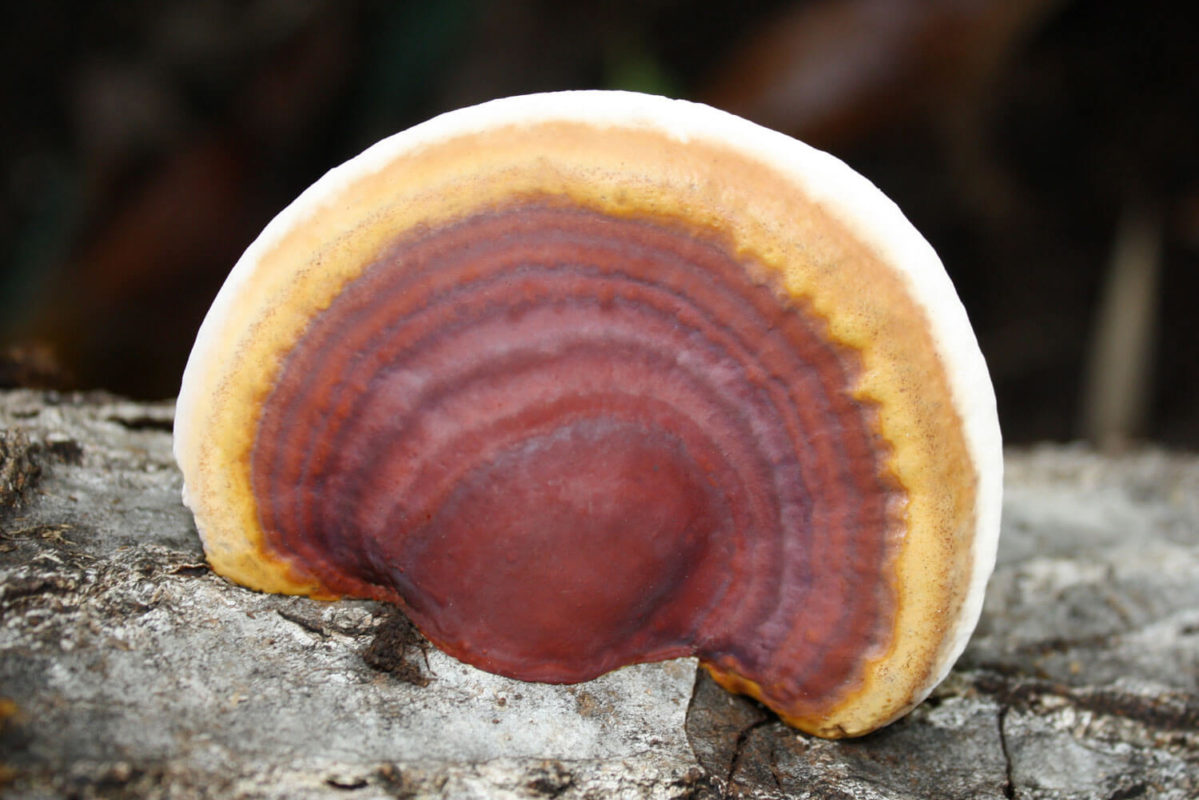 Hongo ganoderma y sus beneficios - tienda naturista