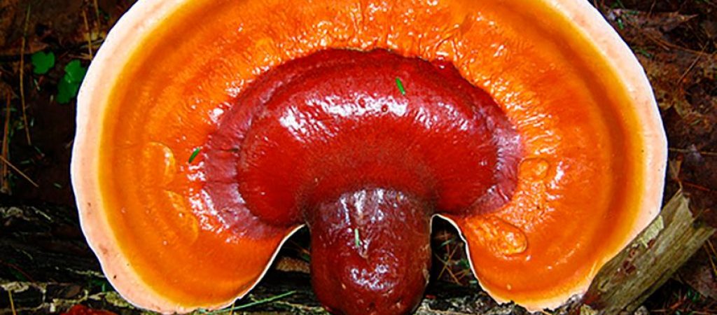 Propiedades curativas del hongo ganoderma lucidum - tienda naturista