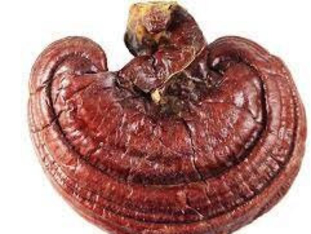 Venta de hongo ganoderma en mexico - tienda naturista